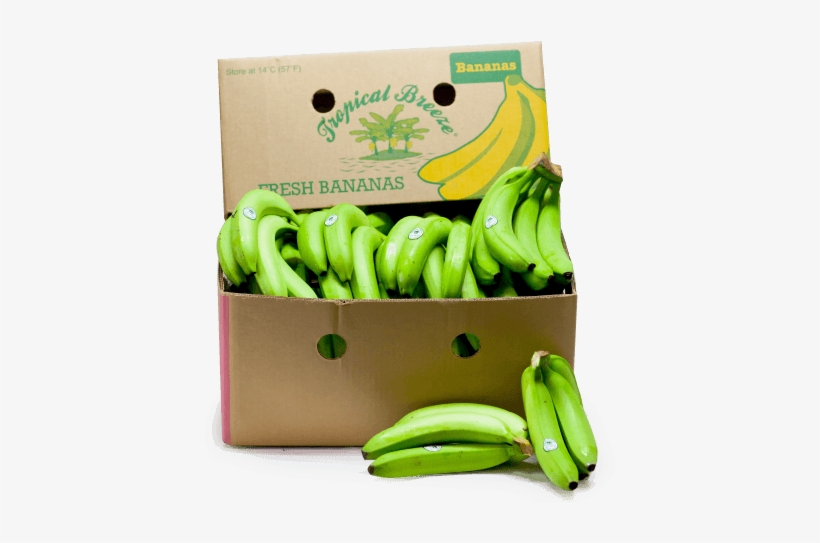 Green Plantain Png - Saba Banana PNG Image | Transparent PNG Free ...
