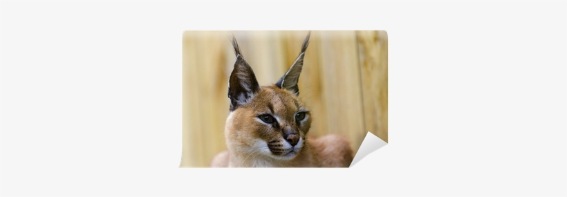 Wildcat PNG Image | Transparent PNG Free Download on SeekPNG