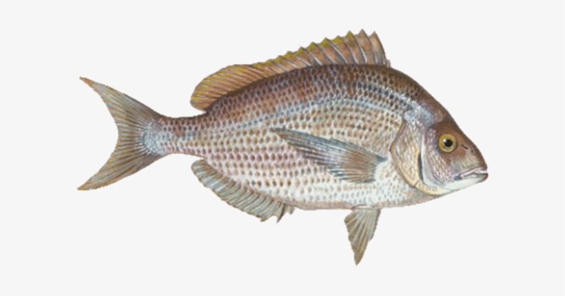 In Fact, Porgy Is Often Referred To As A “pan Fish,” PNG Image ...