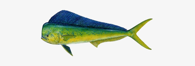 Mahi-mahi - Dolphin Fish PNG Image | Transparent PNG Free Download on ...