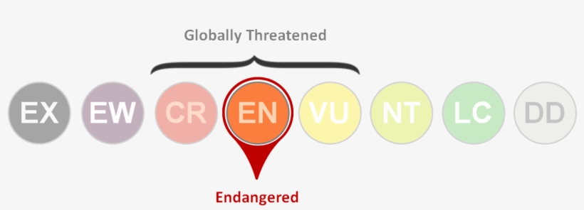 Endangered Status PNG Image | Transparent PNG Free Download on SeekPNG