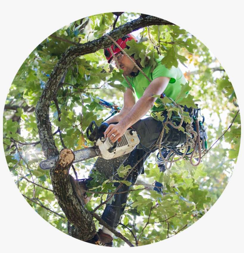 Download Pruning - Tree Climbing | Transparent PNG Download | SeekPNG