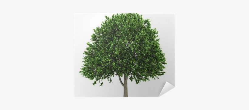 American Elm Tree Isolated On White Background Poster - North Dakota ...