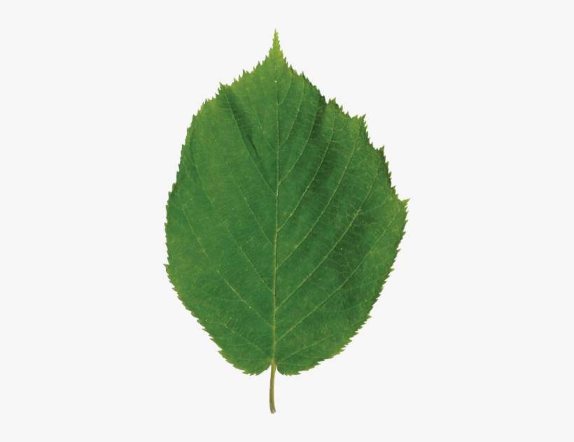 Paper Birch Tree Leaf PNG Image | Transparent PNG Free Download on SeekPNG