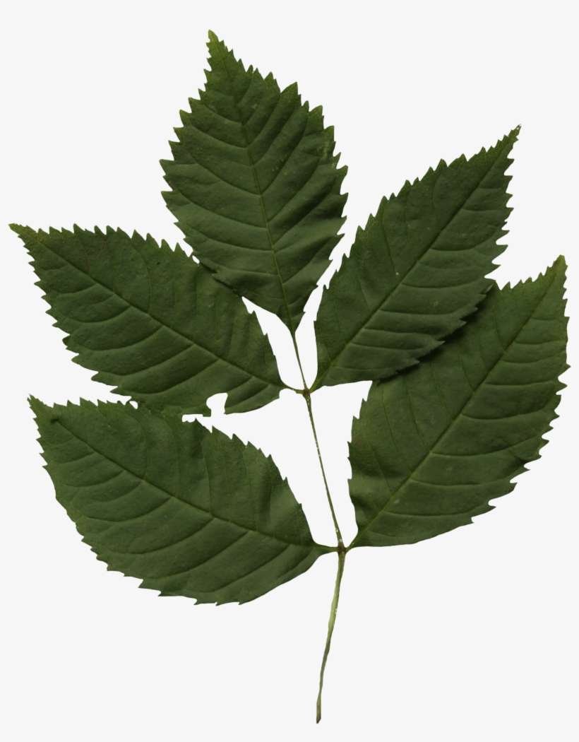 2d Leaves, Elm, Leaf - Tree PNG Image | Transparent PNG Free Download ...