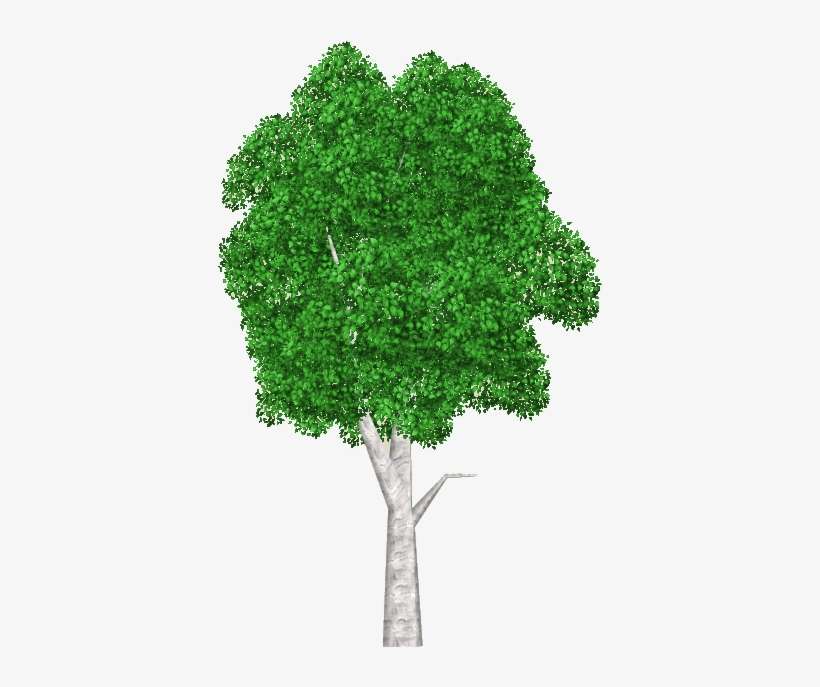 Sweet Myrtle Tree - Oak PNG Image | Transparent PNG Free Download on ...