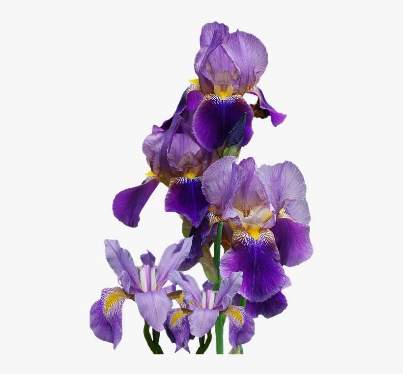 Iris, Flower, Nature, Png, Isolated, Blue, Blossom - Iris Flower ...