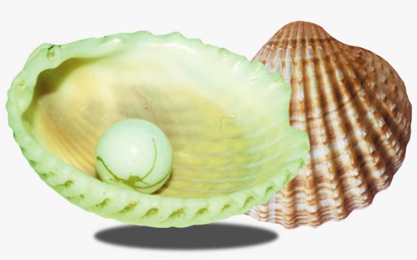 Download Mussel Clipart Seashell - Seashell Inside | Transparent PNG ...