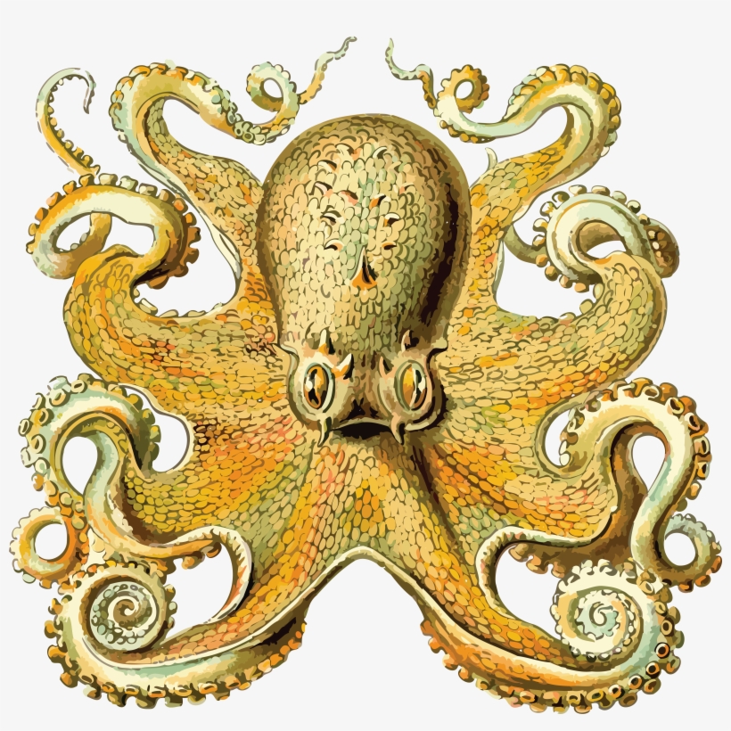 Download , , - Ernst Haeckel Octopus | Transparent PNG Download | SeekPNG