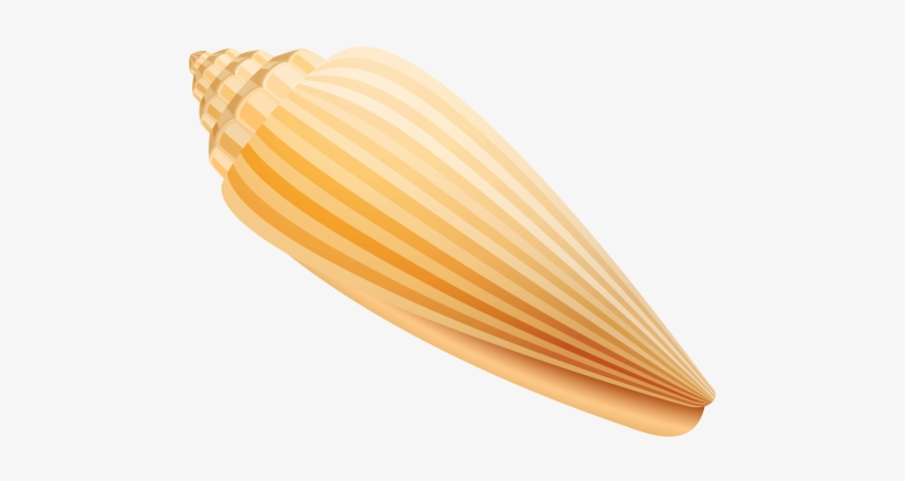 Shell Png Clip Art Best Web Clipart - Clip Art PNG Image | Transparent ...