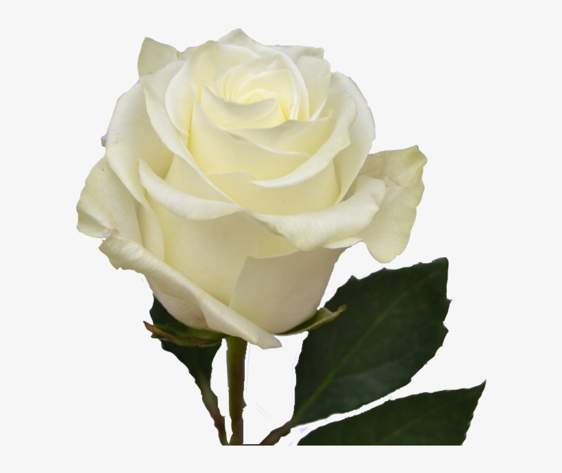 White Roses PNG Image | Transparent PNG Free Download on SeekPNG