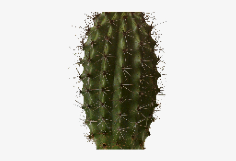 Download Cactus Png - Cactus See Through Background | Transparent PNG ...