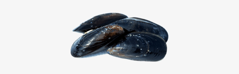 Closed Mussels - Mussel Transparent PNG Image | Transparent PNG Free ...