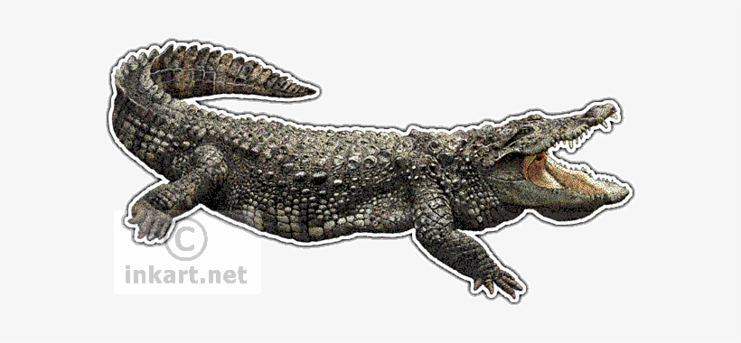 Mugger Crocodile - Alligator & Crocodiles Of The World Greeting Card ...