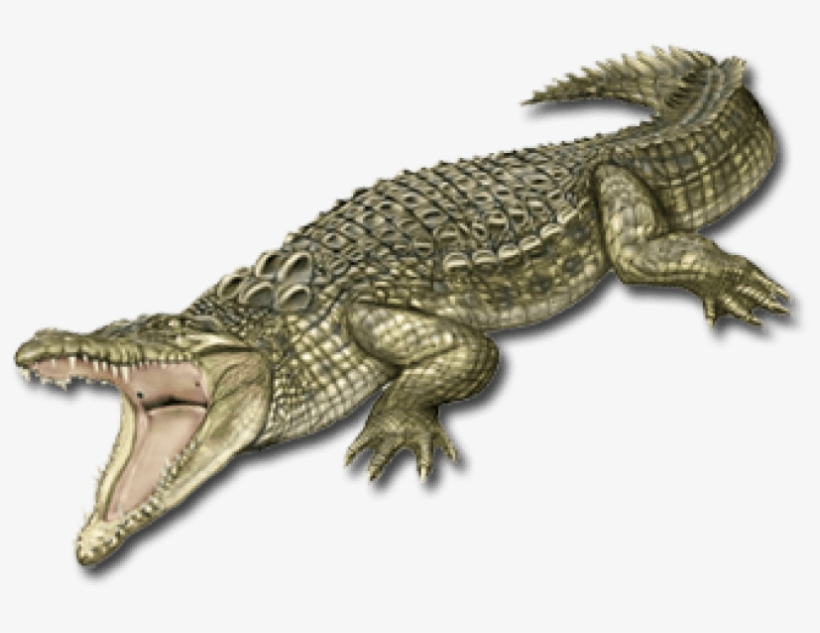 Download Free Png Crocodile Png Images Transparent - Crocodile Png ...