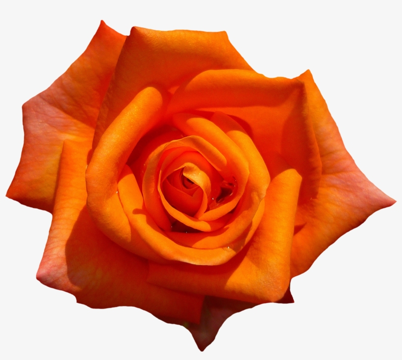 Orange Rose Flower Top View Png Image - Rose Top View Png PNG Image ...