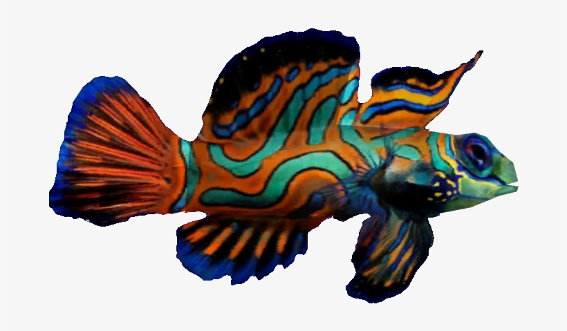 Mandarin Fish PNG Image | Transparent PNG Free Download on SeekPNG