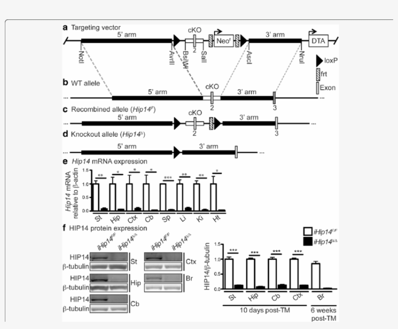 Download The Targeting Vector That Was Used Is Shown In - Fig.1 ...