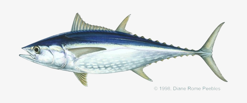 Tuna, Longtail - Thunnus Tonggol Longtail Tuna PNG Image | Transparent ...
