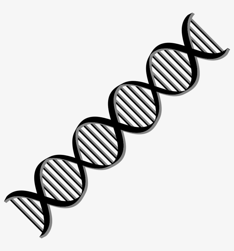 Dna Png Free Download - Nucleic Acid Clip Art PNG Image | Transparent ...