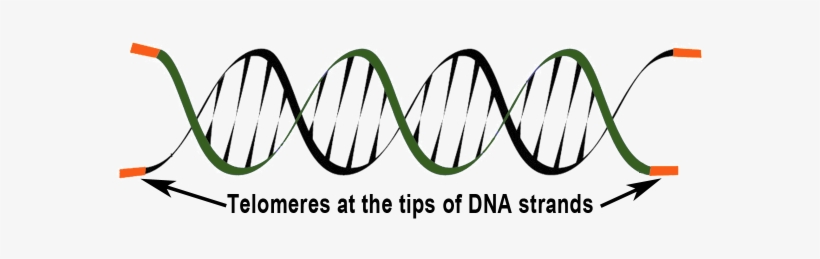 Download Dna Transparent - Telomere | Transparent PNG Download | SeekPNG