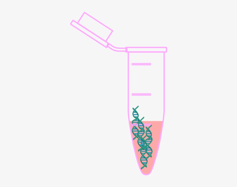 Tube With Dna PNG Image | Transparent PNG Free Download on SeekPNG