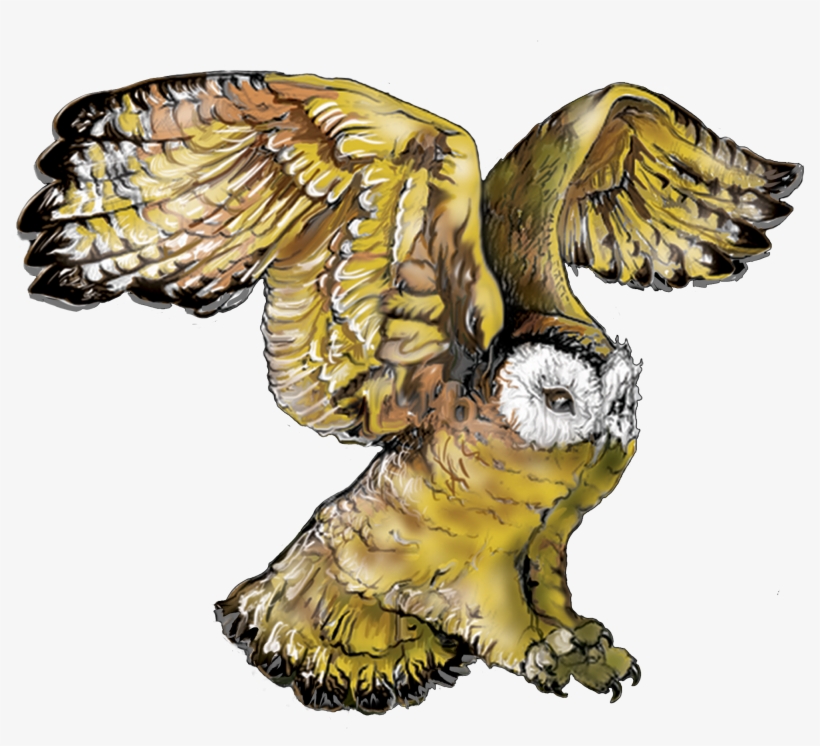 Flying Owl - - Owl PNG Image | Transparent PNG Free Download on SeekPNG