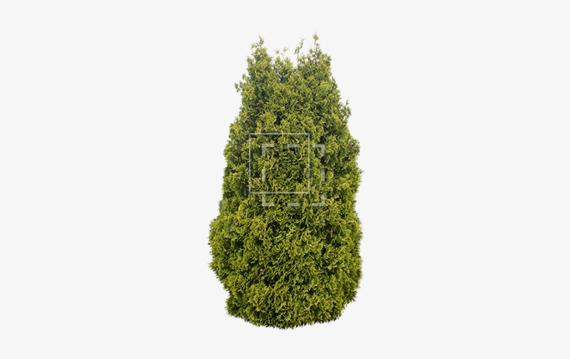 Conifer Png - Design PNG Image | Transparent PNG Free Download on SeekPNG