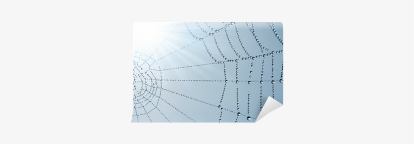 Spider Web With Dew Drops Closeup Wall Mural • Pixers® - Diagram PNG ...