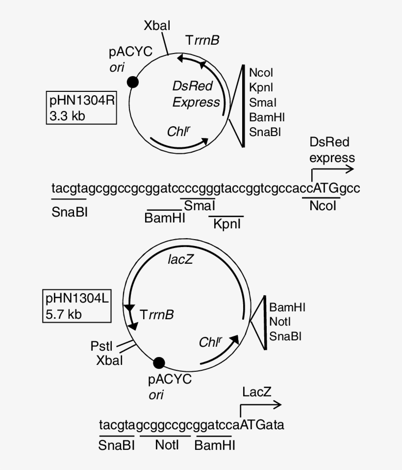 Maps Of Reporter Vectors - Diagram PNG Image | Transparent PNG Free ...