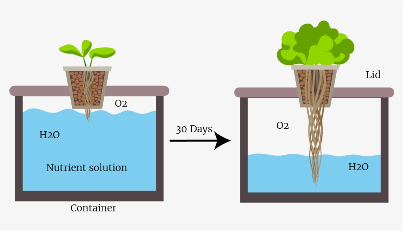 The Passive Bucket Kratky Method - Kratky Method Hydroponics PNG Image ...