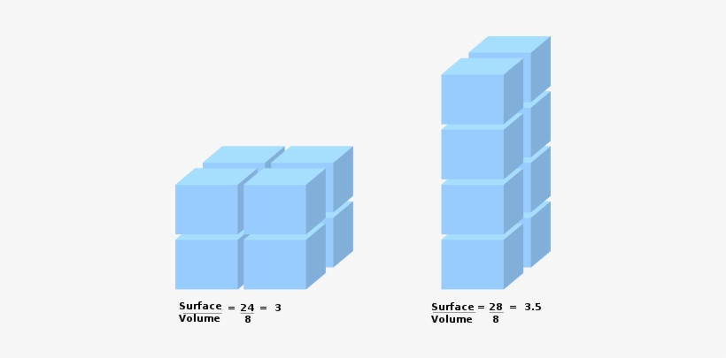 Two Rectangular Prisms Are Each Composed Of Eight Unit - Allen's Rule ...