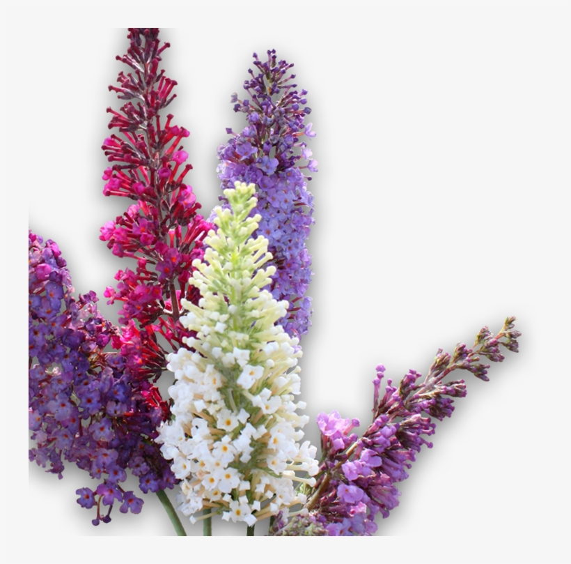 Butterfly Bush Png PNG Images | PNG Cliparts Free Download on SeekPNG
