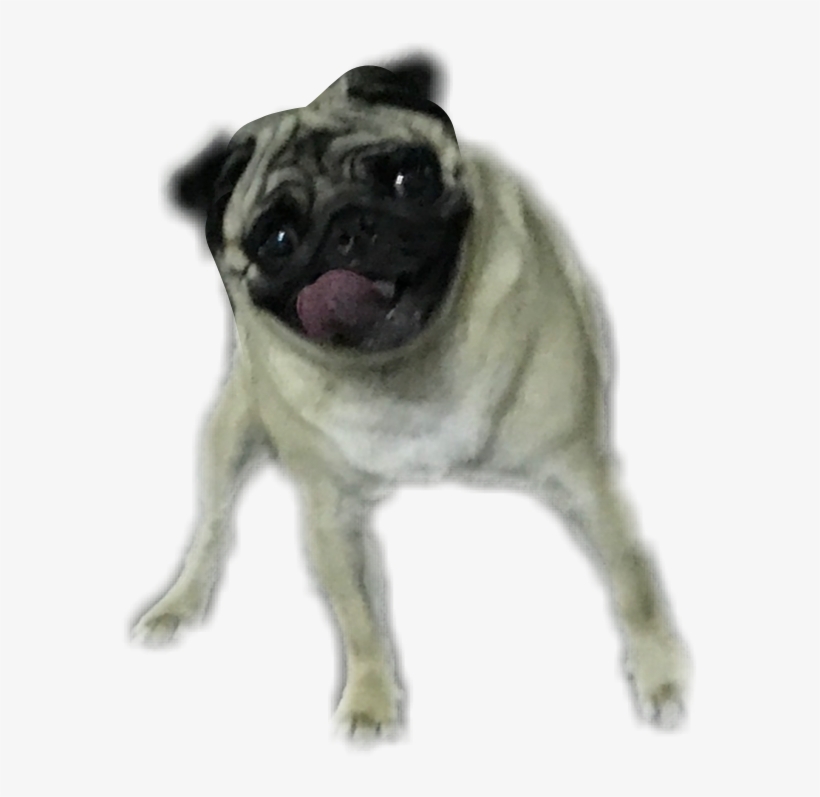 Report Abuse - Pug PNG Image | Transparent PNG Free Download on SeekPNG