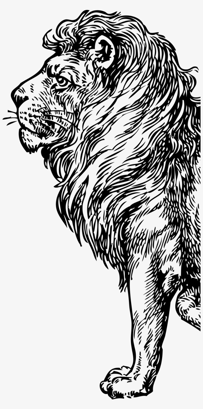 Vision-lion - Lion Full Body Drawing PNG Image | Transparent PNG Free ...