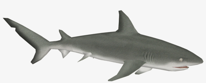 Download Galapagos Shark - Gray Reef Shark | Transparent PNG Download ...