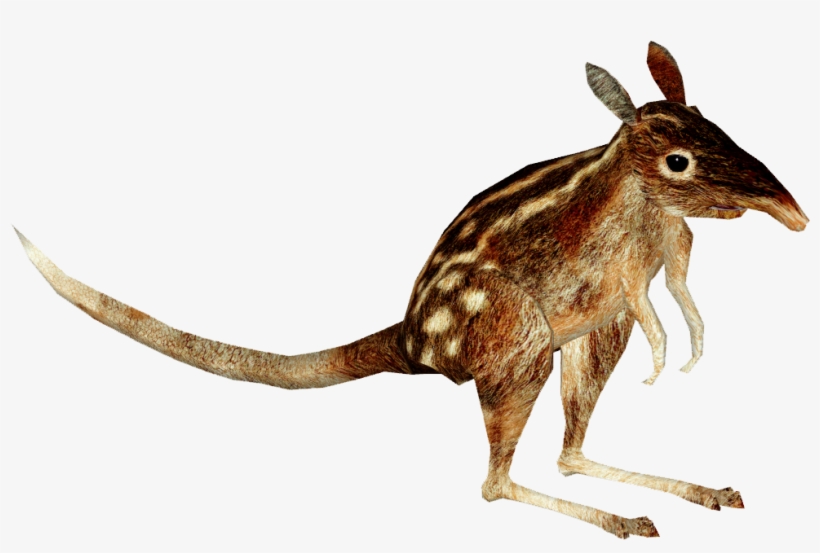 Leptictidium - Kangaroo PNG Image | Transparent PNG Free Download on ...