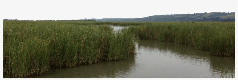 Details - Wetland Transparent PNG Image | Transparent PNG Free Download ...