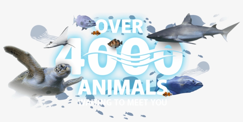 4000 Animals 4000 Animals - Animal PNG Image | Transparent PNG Free ...
