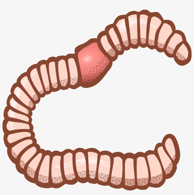 Transparent Background Worm Clipart PNG Image | Transparent PNG Free ...