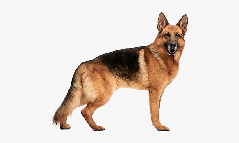 Pgsdc Looking Forward - Healthy German Shepherd PNG Image | Transparent ...