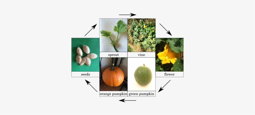 Pumpkin Life Cycle PNG Image | Transparent PNG Free Download on SeekPNG