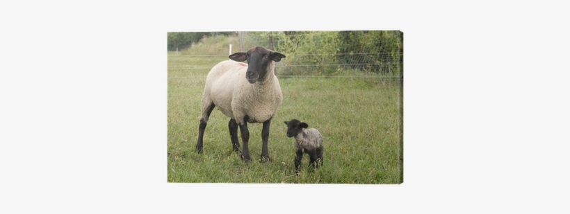 Baby Sheep PNG Image | Transparent PNG Free Download on SeekPNG