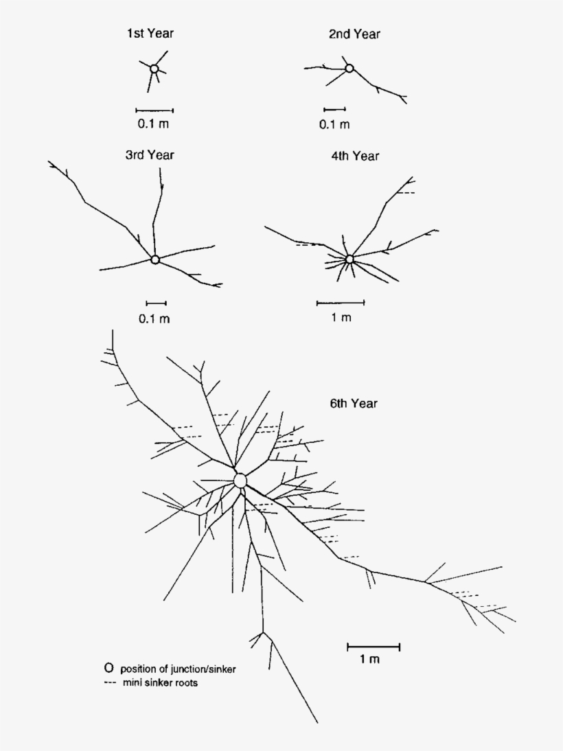 Length And Extent Of Branching Of Lateral Roots Of - Tree PNG Image ...