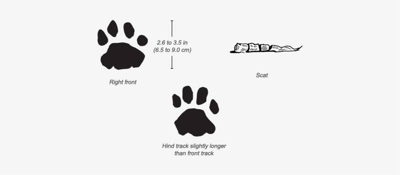 Leopard Tracks - Size Of Leopard Tracks PNG Image | Transparent PNG ...