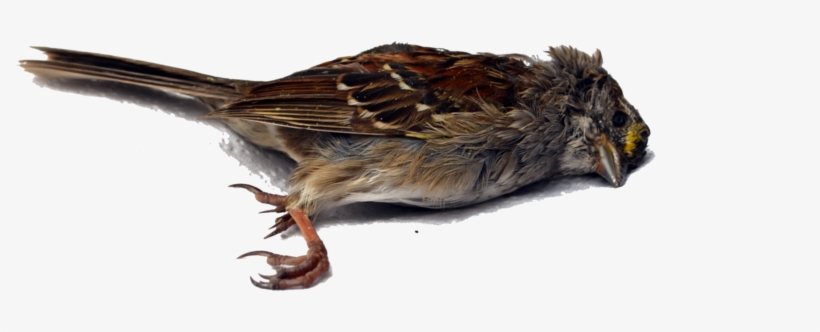Download Dead Bird Png Stock Single 4589 By Annamae22 Pluspng - Death ...