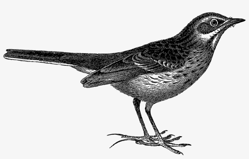 Vintage Bird Clip Art