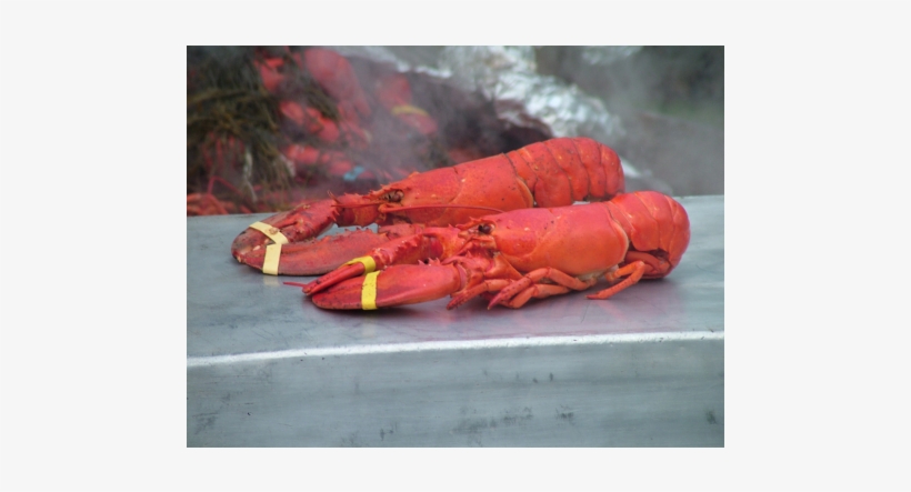 "after You Rip Their Claws And Their Tails Off They'll - Longisland.com ...