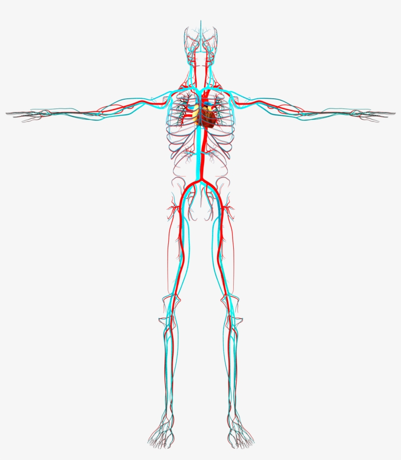 Transparent Background - Circulatory System No Background PNG Image ...