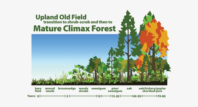Forest Succession - Succession Of A Forest PNG Image | Transparent PNG ...